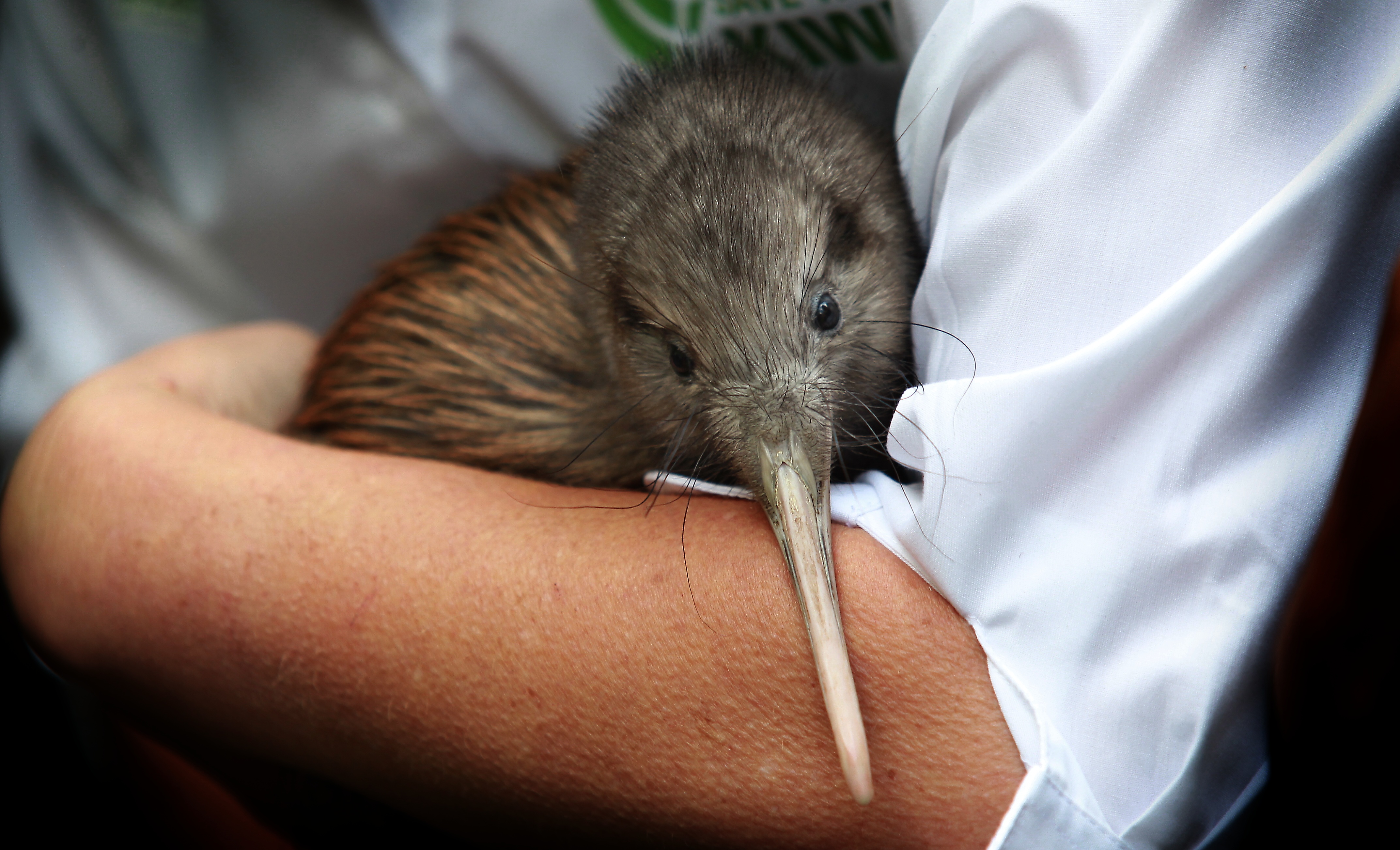 Inside Of A Kiwi Bird