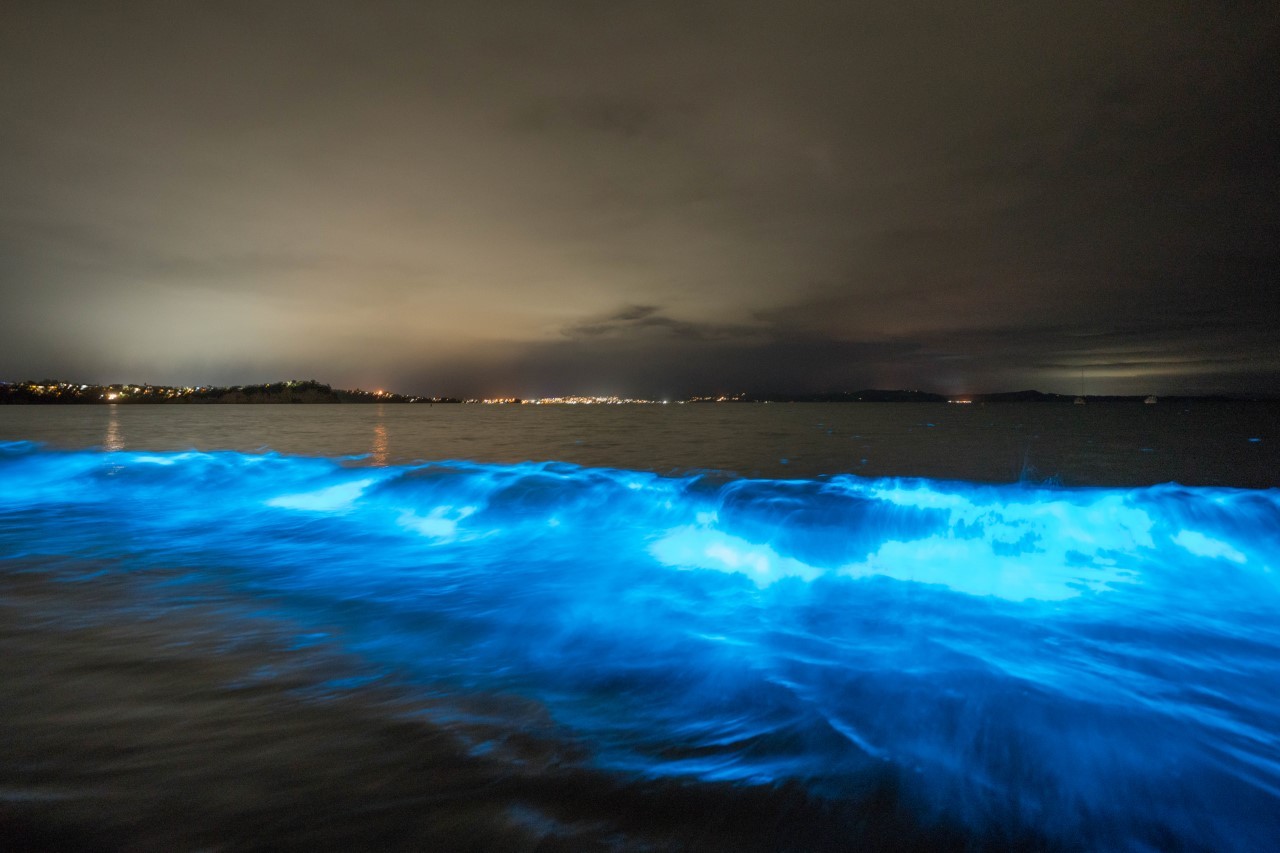 Bioluminescent Algae Ocean
