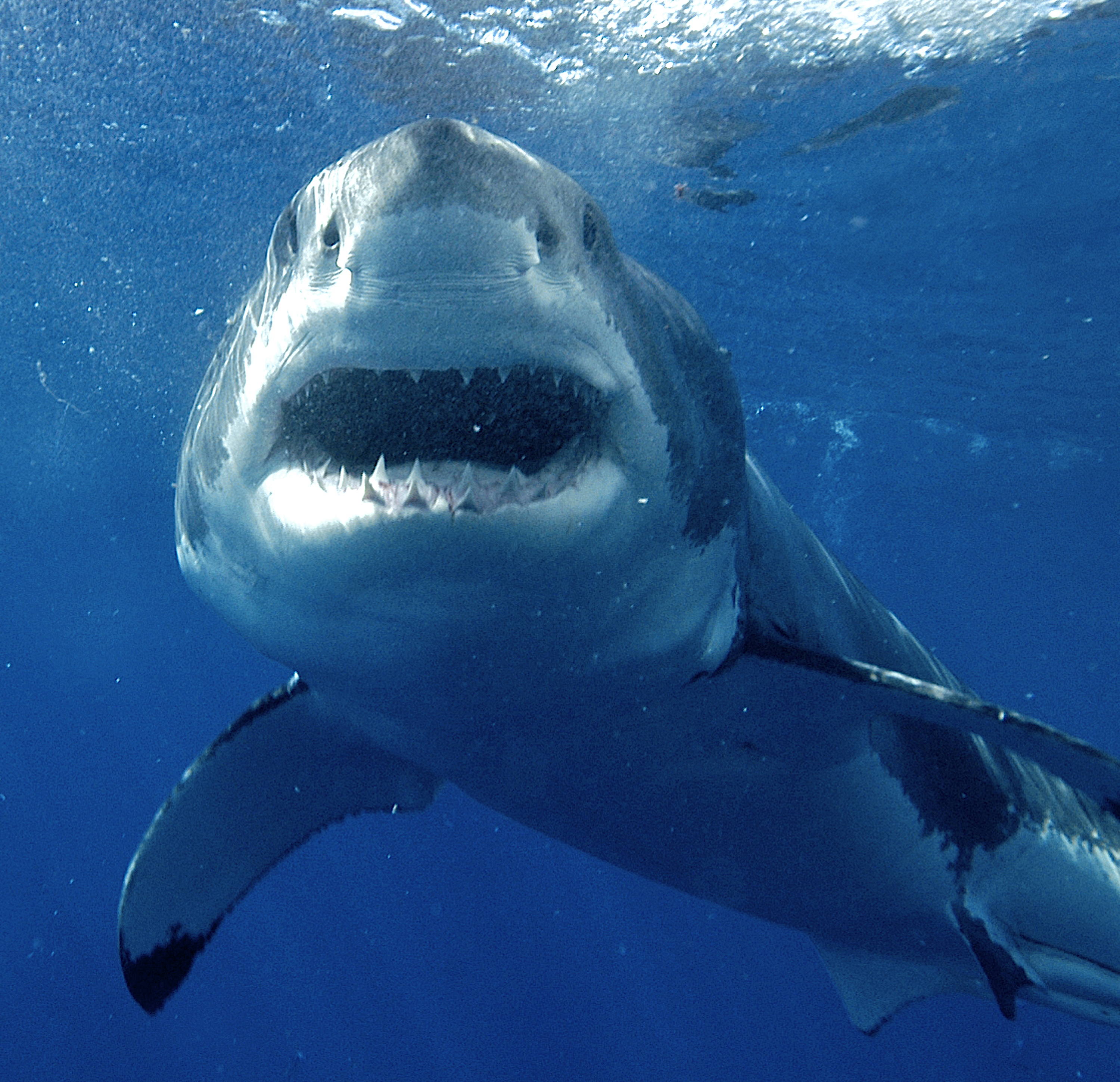 German tourist shark attack maui | Insiderpuj.com
