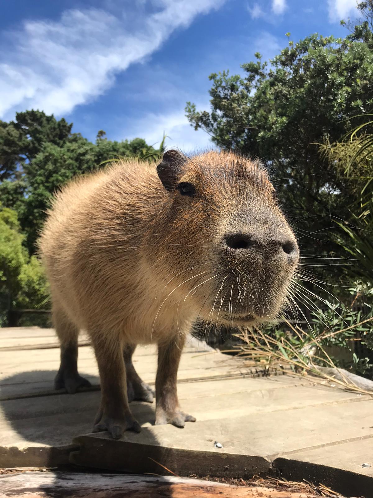 Capybara Cute Overload
