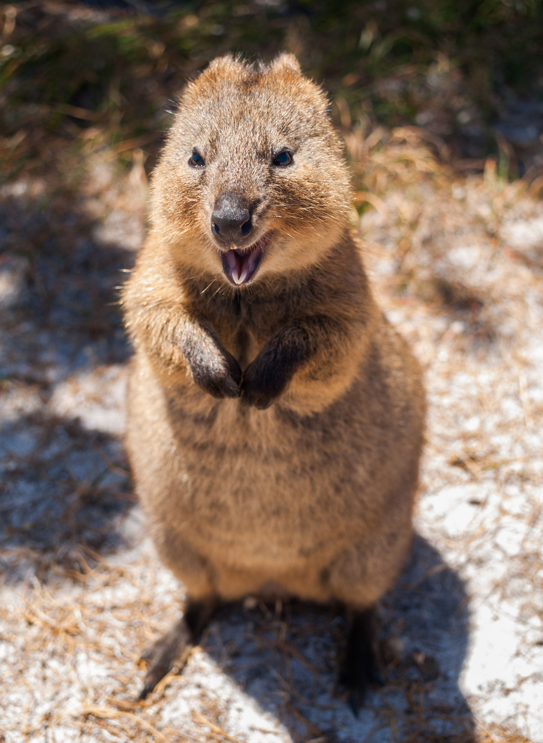 Quokkas Picture Of 498 Quokka Animal Stock Photos, High Res Pictures,