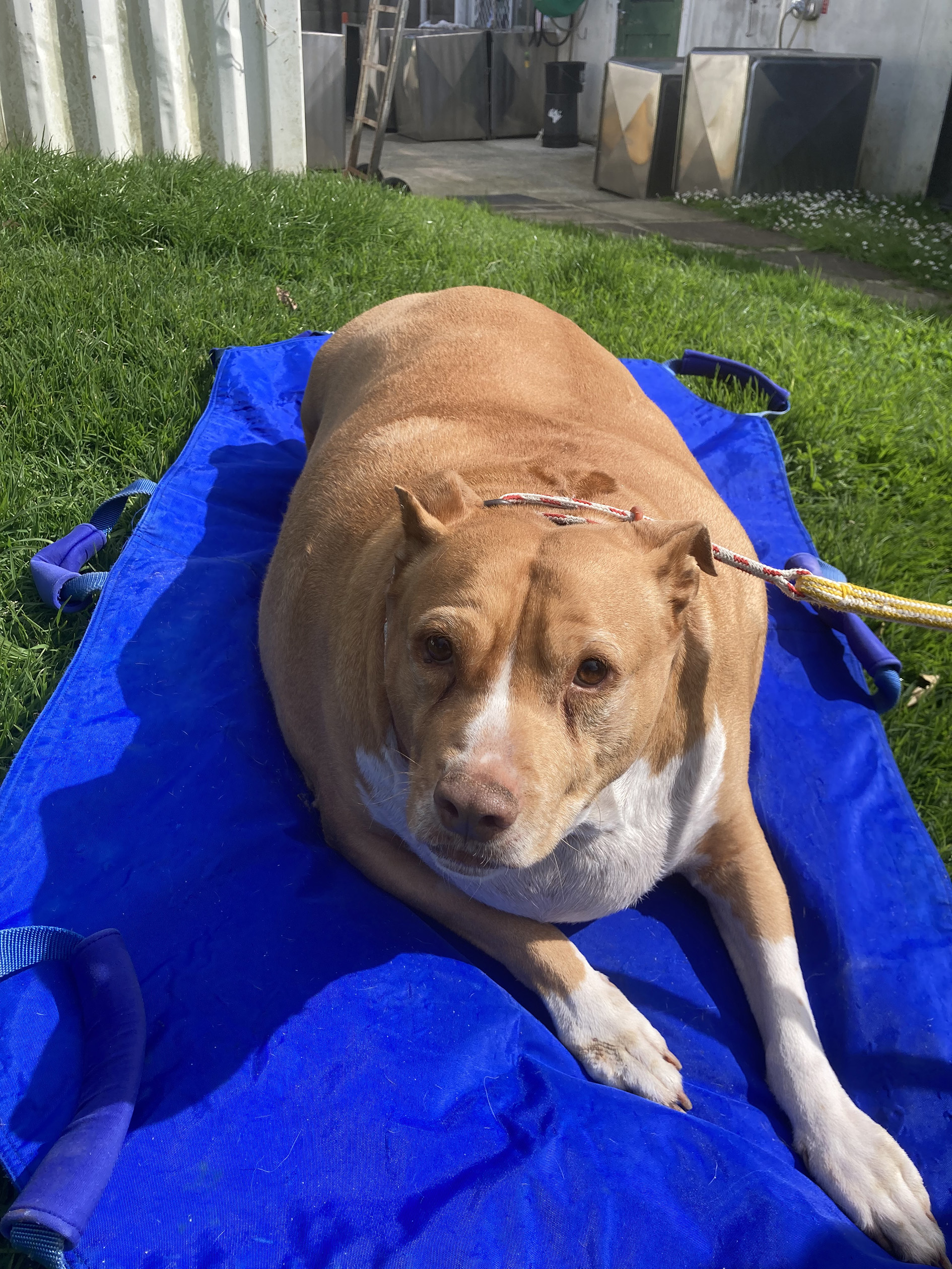 Obese Dog Woman Fosters Obese Dog; Throngs Of Fans Watch The Canine