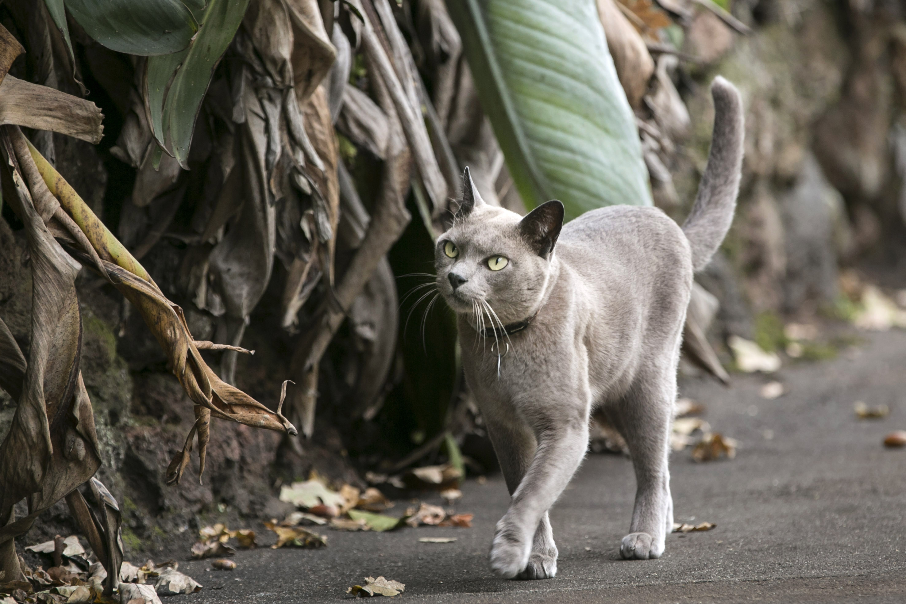 Gretten Katt Obama Nei Rags To Riches For (almost) Famous Cat NZ