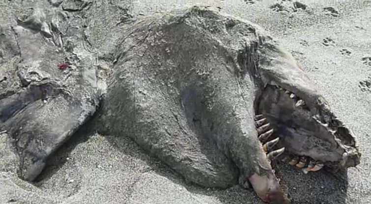 New Zealand Sea Monster Mysterious Beached Whale Corpse Linked To