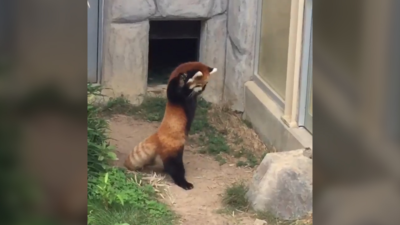Red Panda Attack