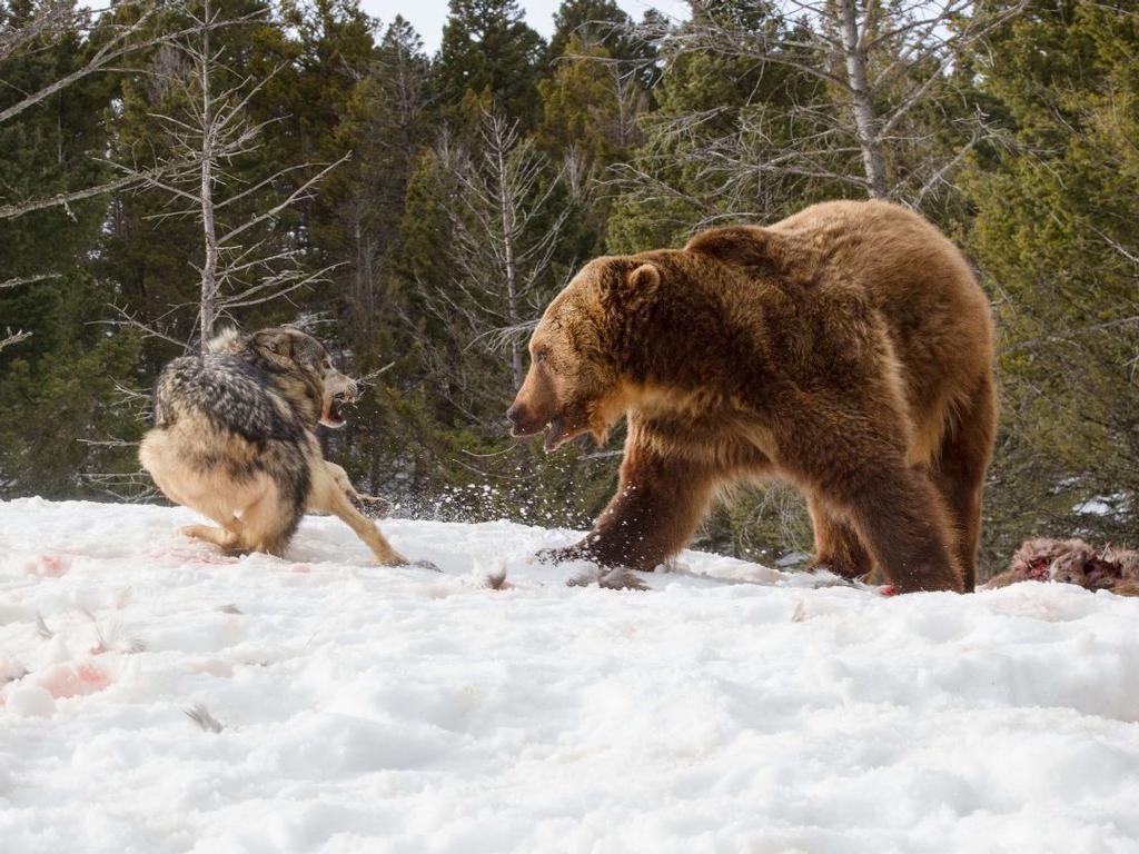 Grizzly Bear Vs Wolf