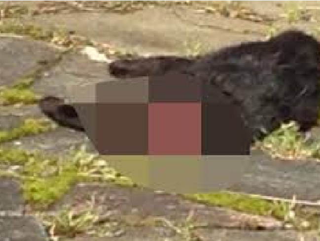 Croydon Cat Killer
