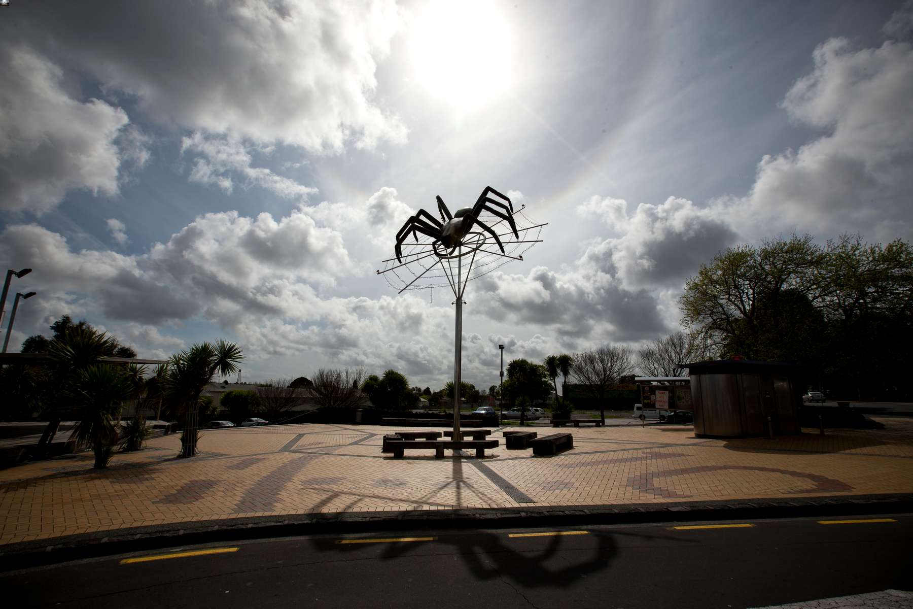 Avondale Spider Pitcairns Islands