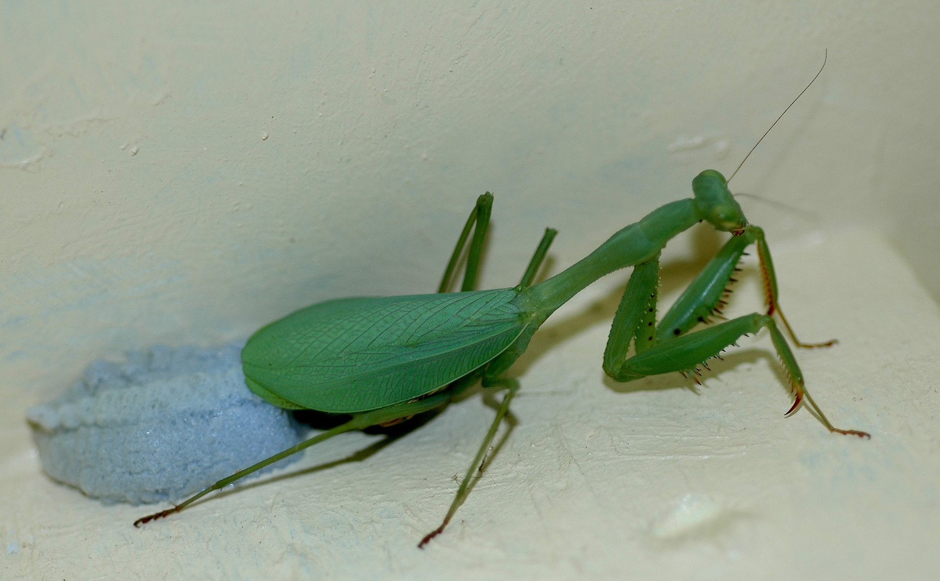 Mantis