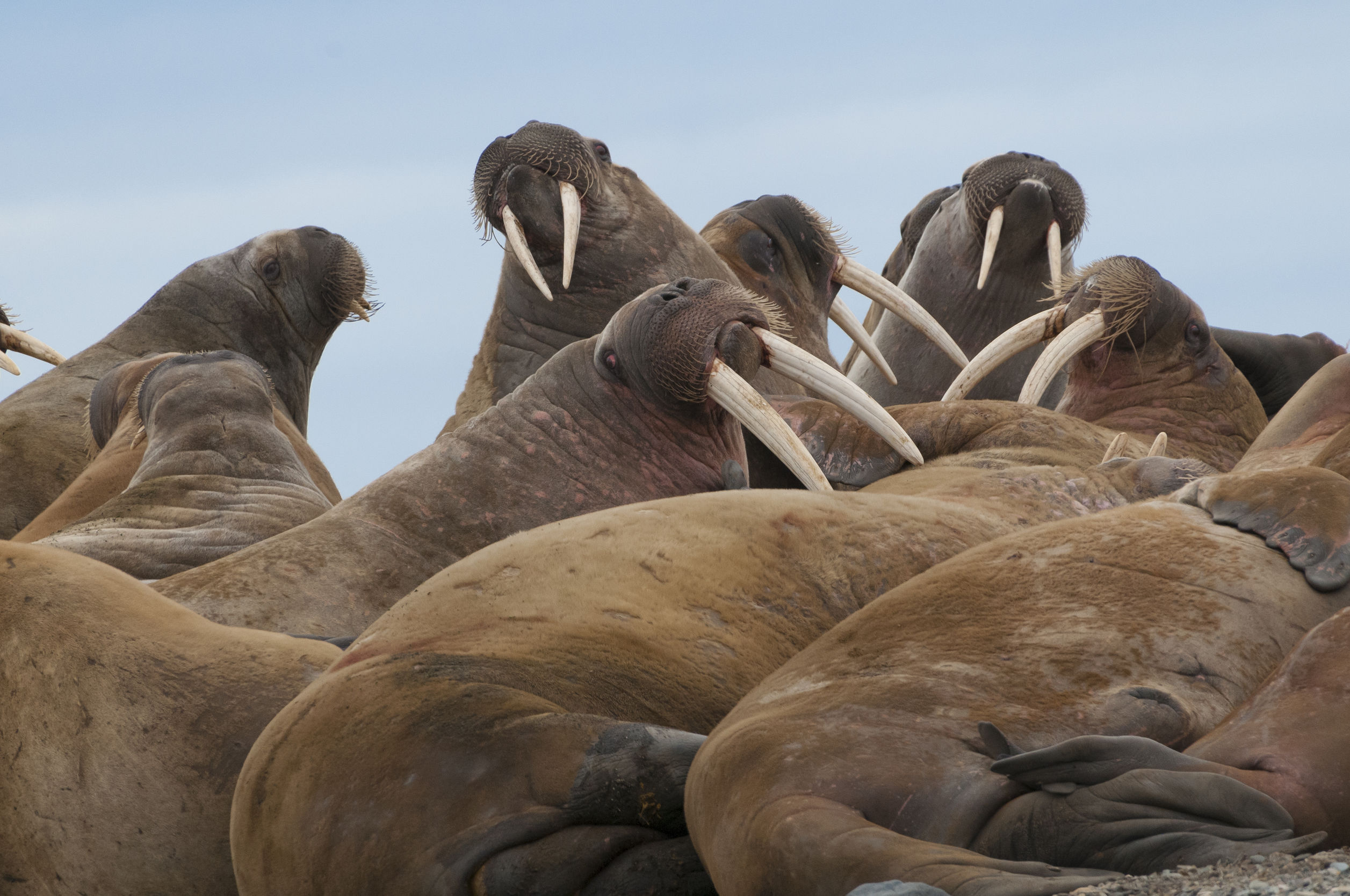 Walrus Pictures