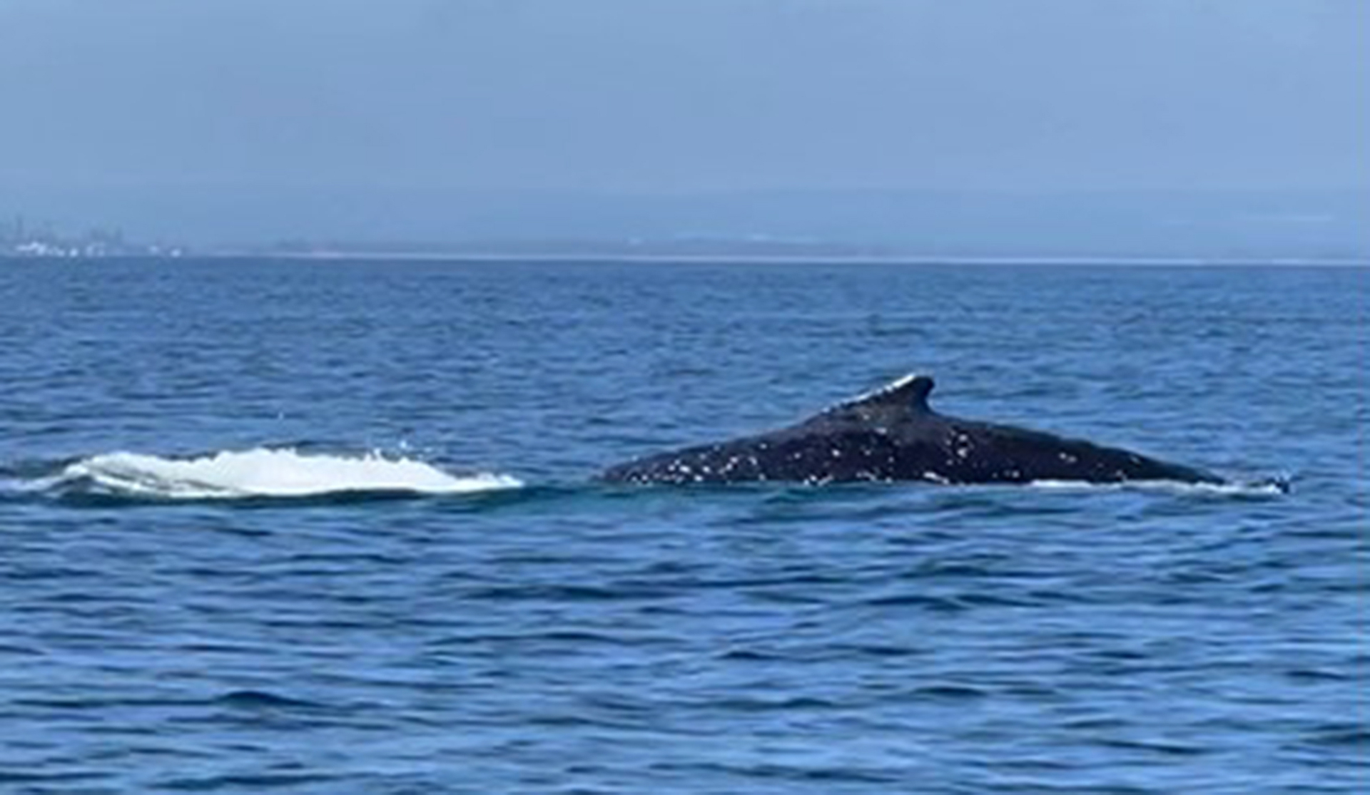 Dwarf Whales Jumping Out Of The Water