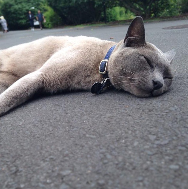 Gretten Katt Obama Nei Rags To Riches For (almost) Famous Cat NZ
