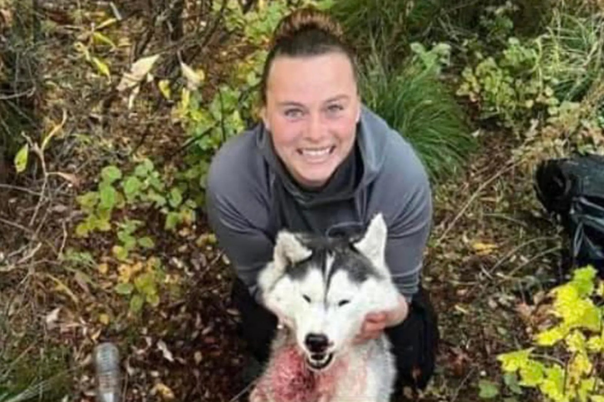Husky Ulv Hybrid Wolf Myths Besøkssenter Rovdyr
