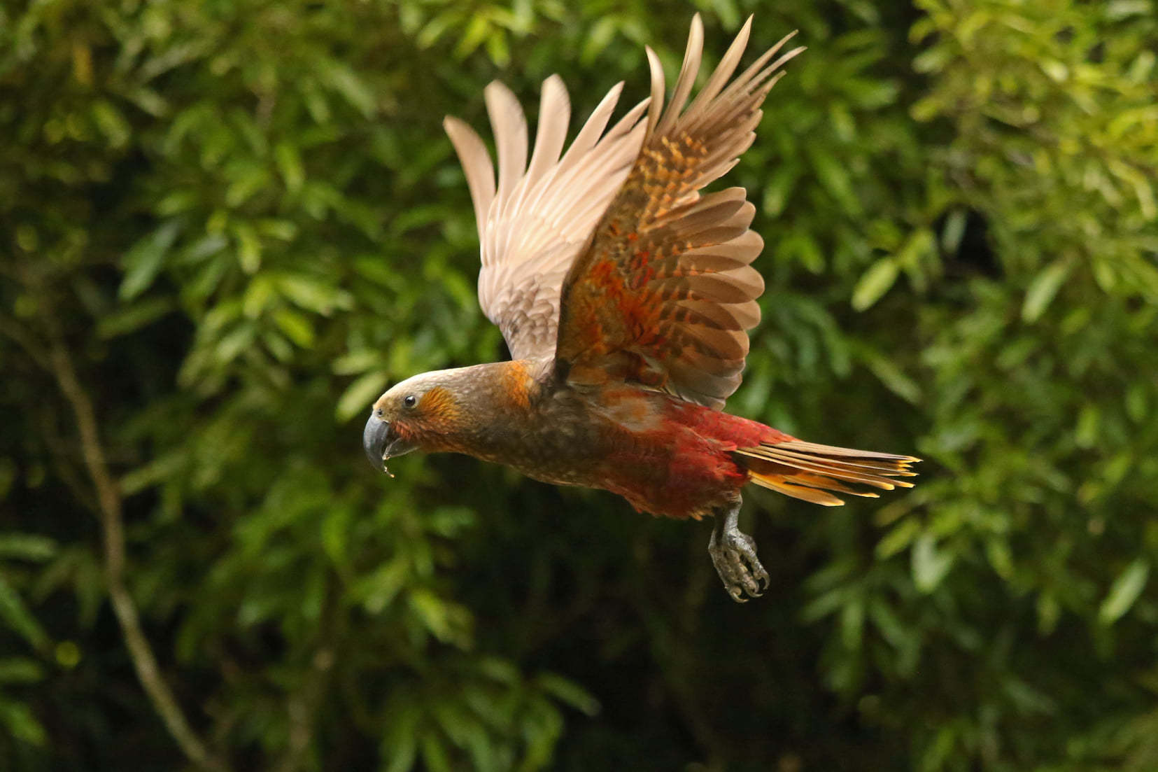 Kaka Parrot