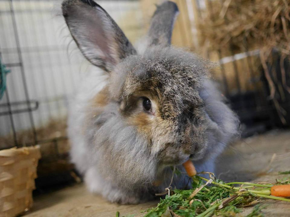 Fluffy Rabbit Breeds To Have As Pets | atelier-yuwa.ciao.jp