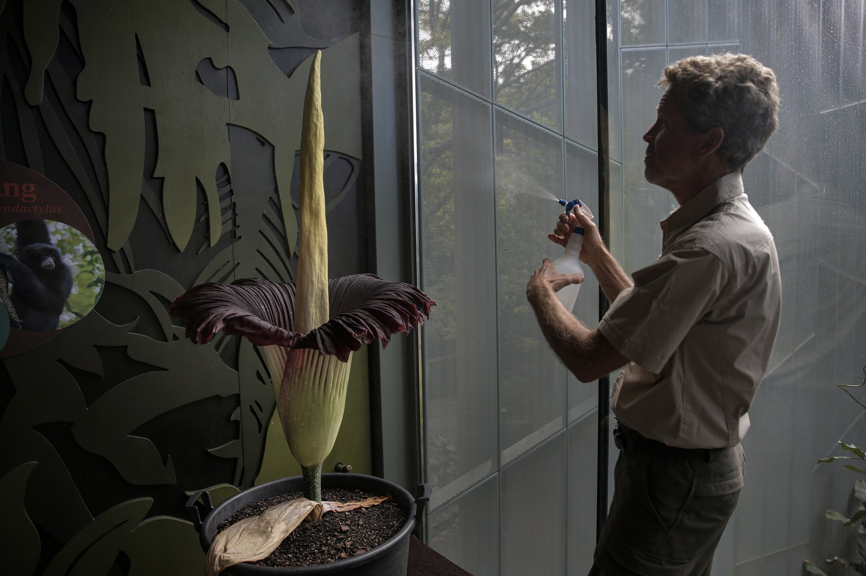 Cadaver Quadrado Plantae