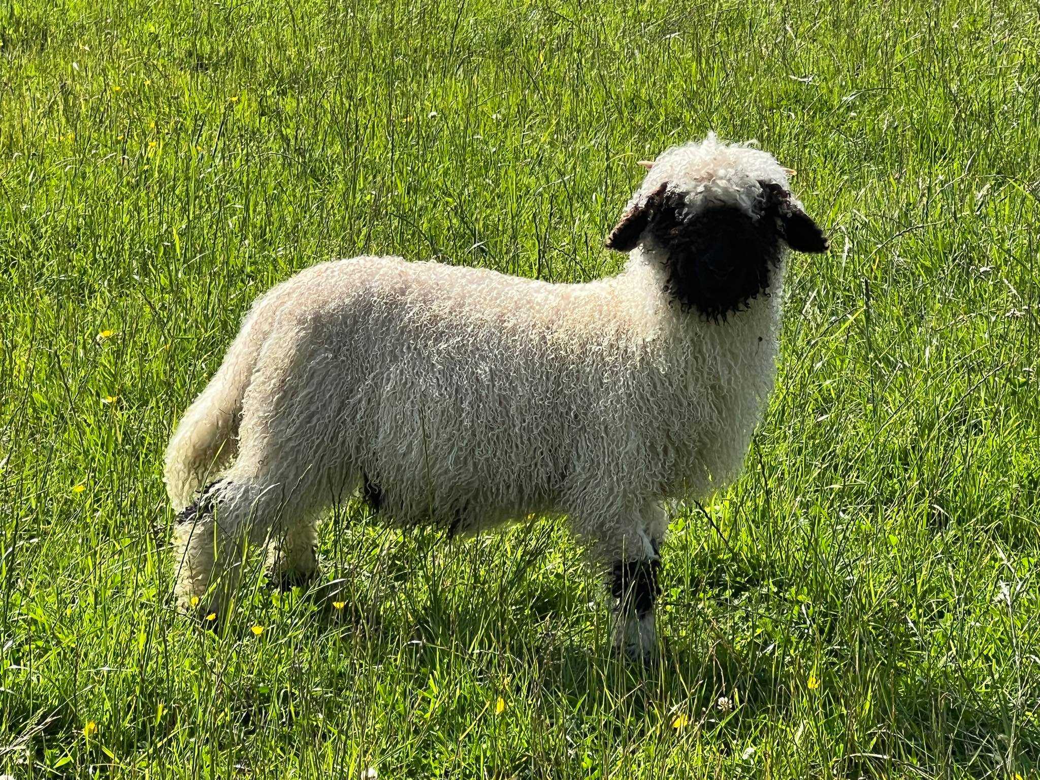 Black Valais Sheep