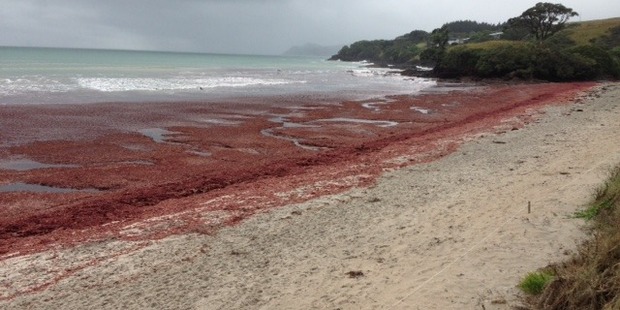 Matar Fungi New Zealand Beach Marine Invasive Algae's Bioactive