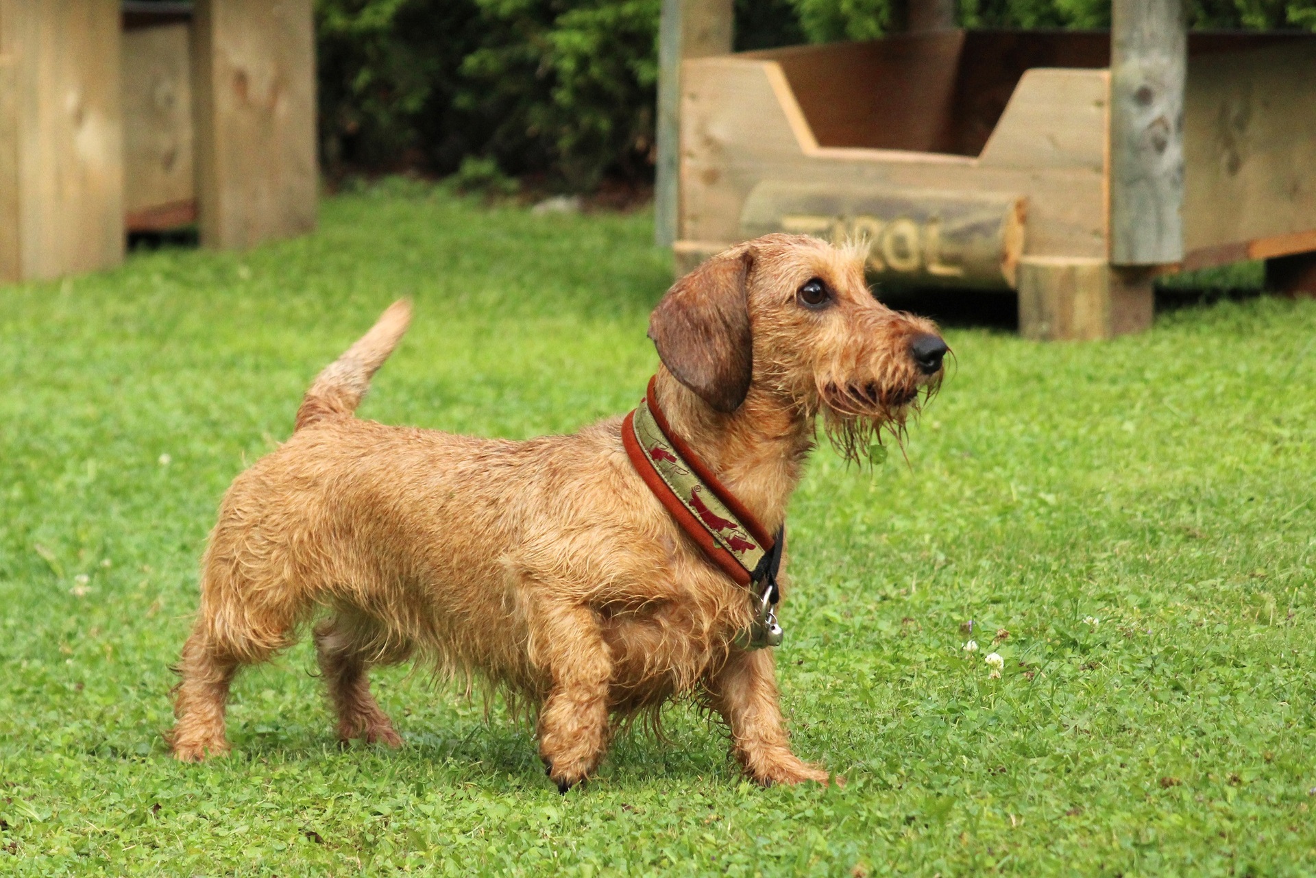 Are Dachshunds Part Of The Terrier Family