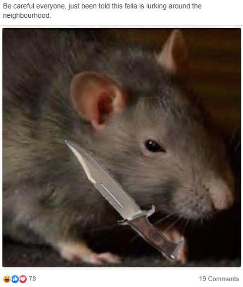 Memes For Rats