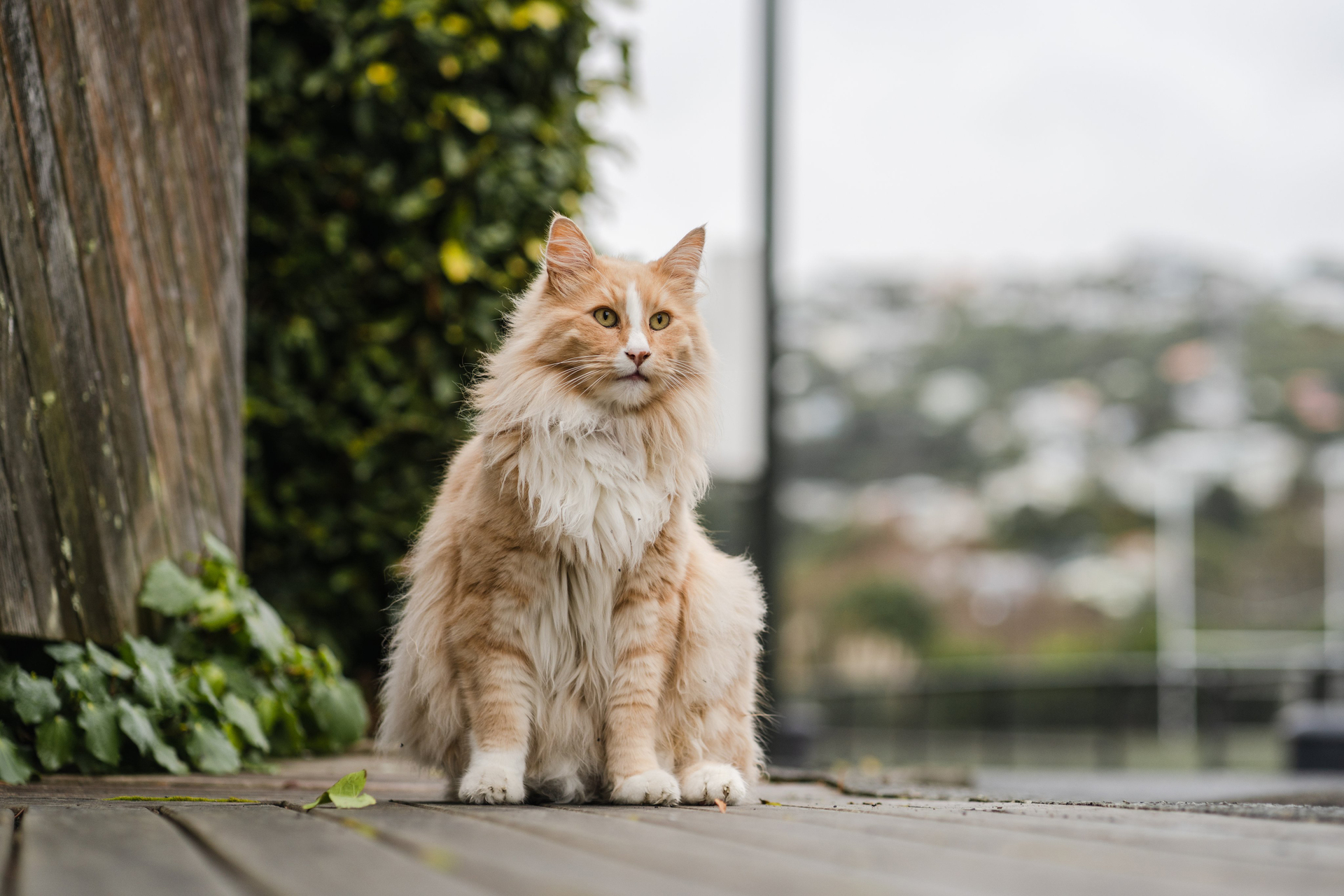 Mittens The Cat