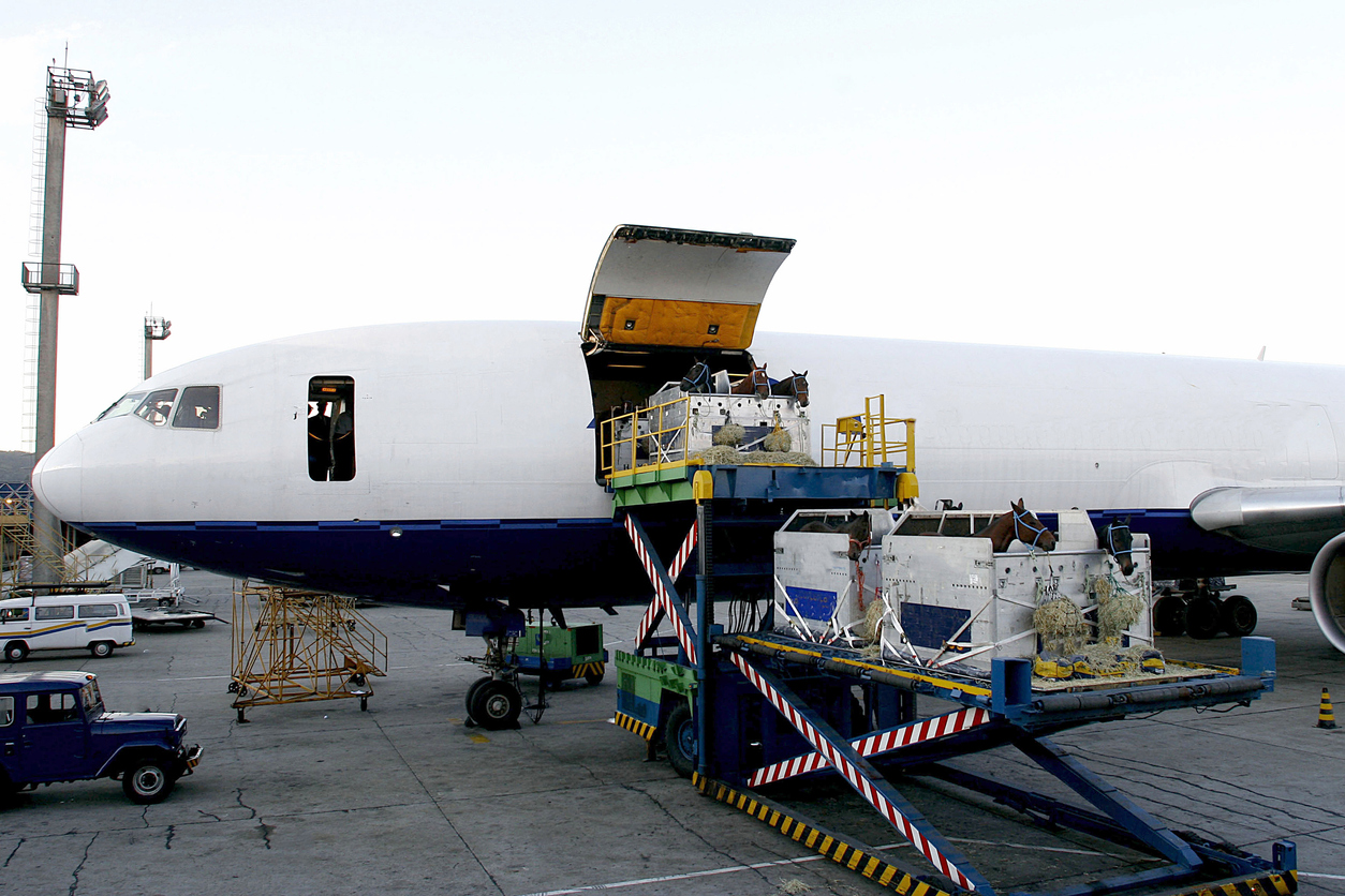 马匹逃跑，飞机被迫返航纽约 - 国际新闻 - 新足迹 - Powered by Discuz!