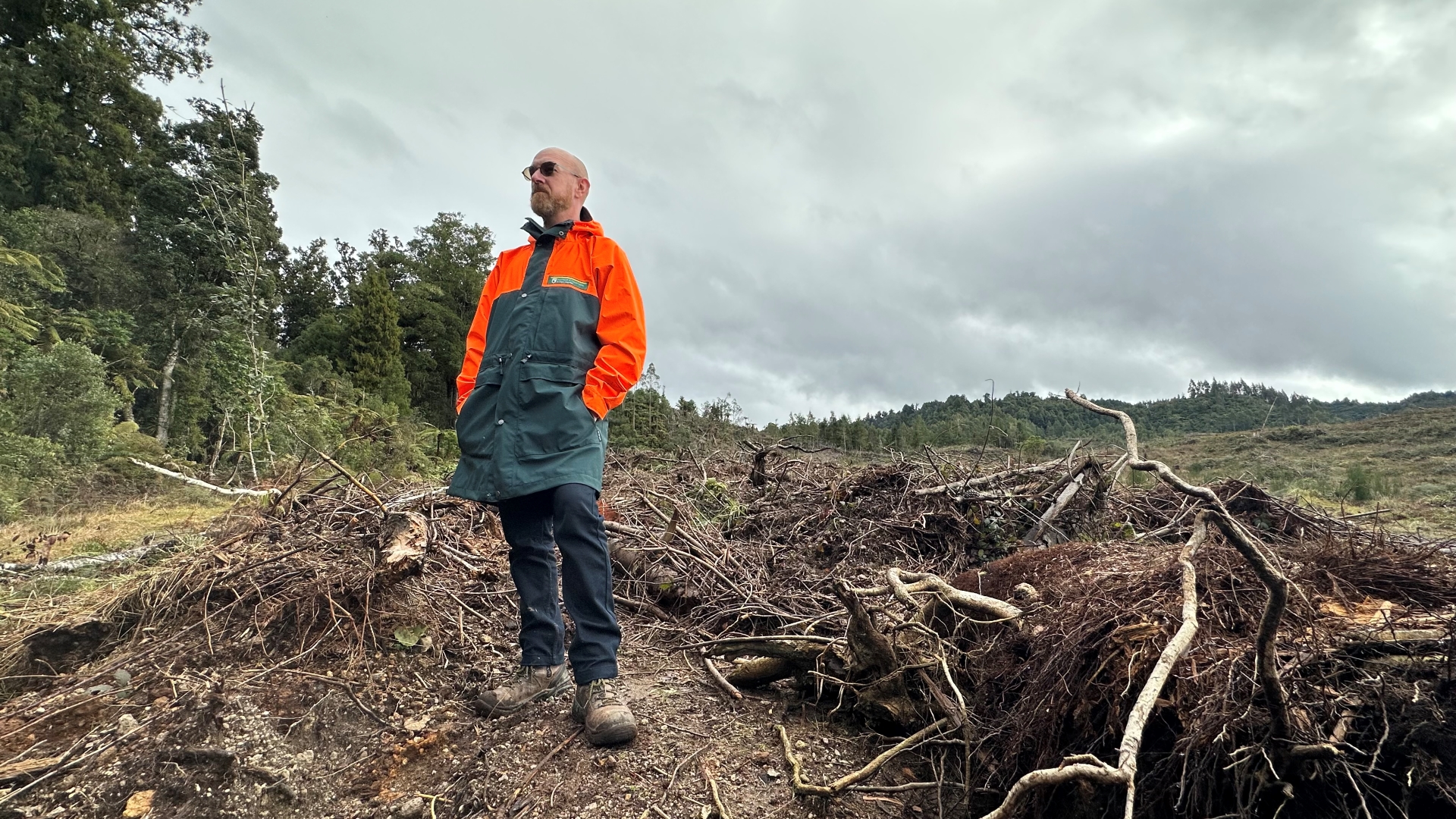 Exclusive: Criminals felling ancient native trees, selling for profit
