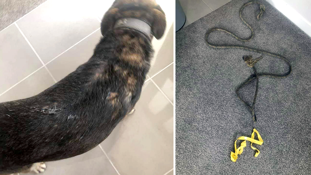 Second suspected dog abduction attempt in Waikato within three months ...