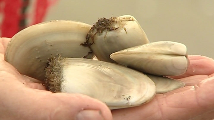 Health warning against collecting, eating shellfish in parts of ...