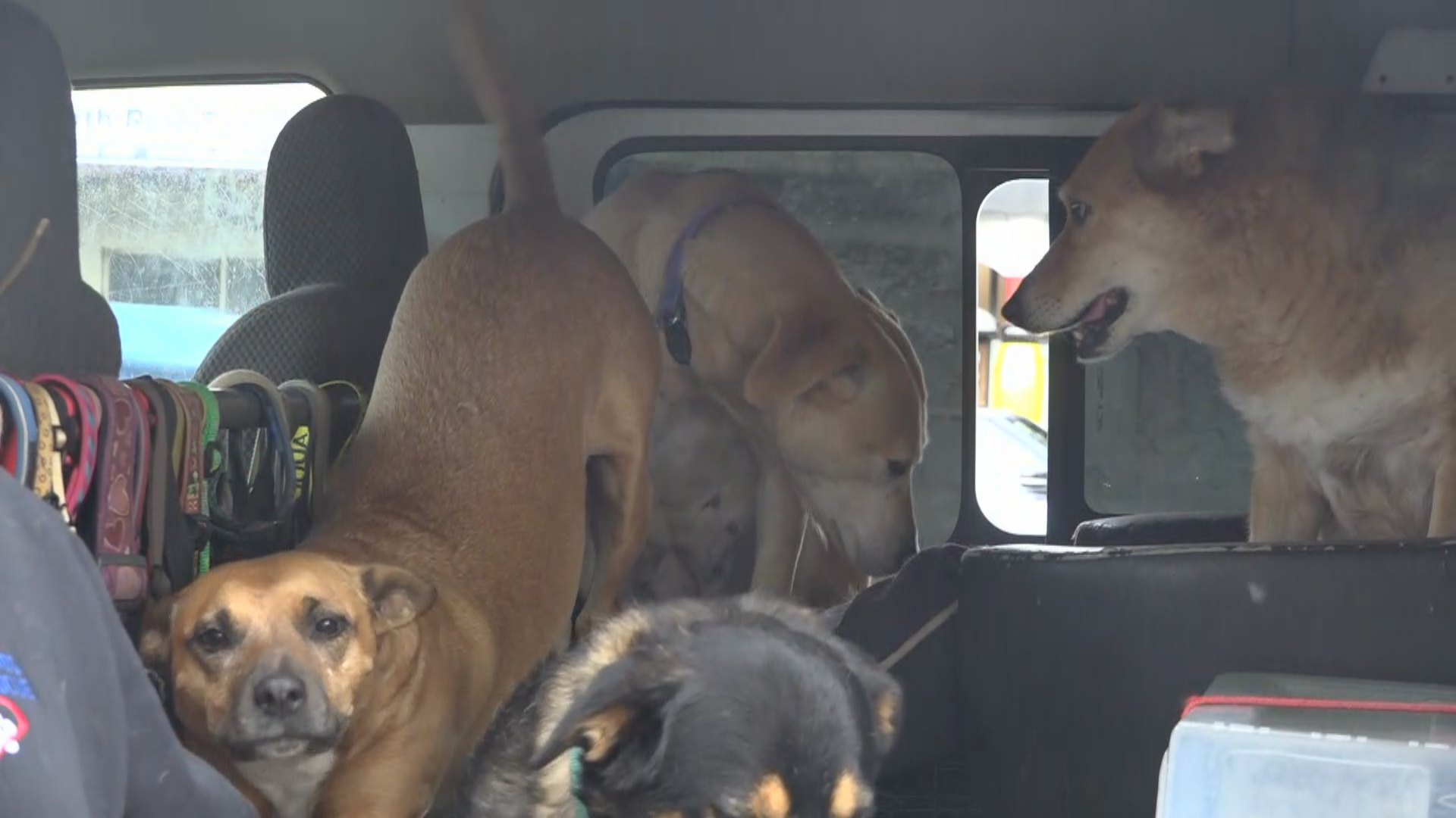 Dog fighting rings terrify Northland canine lovers