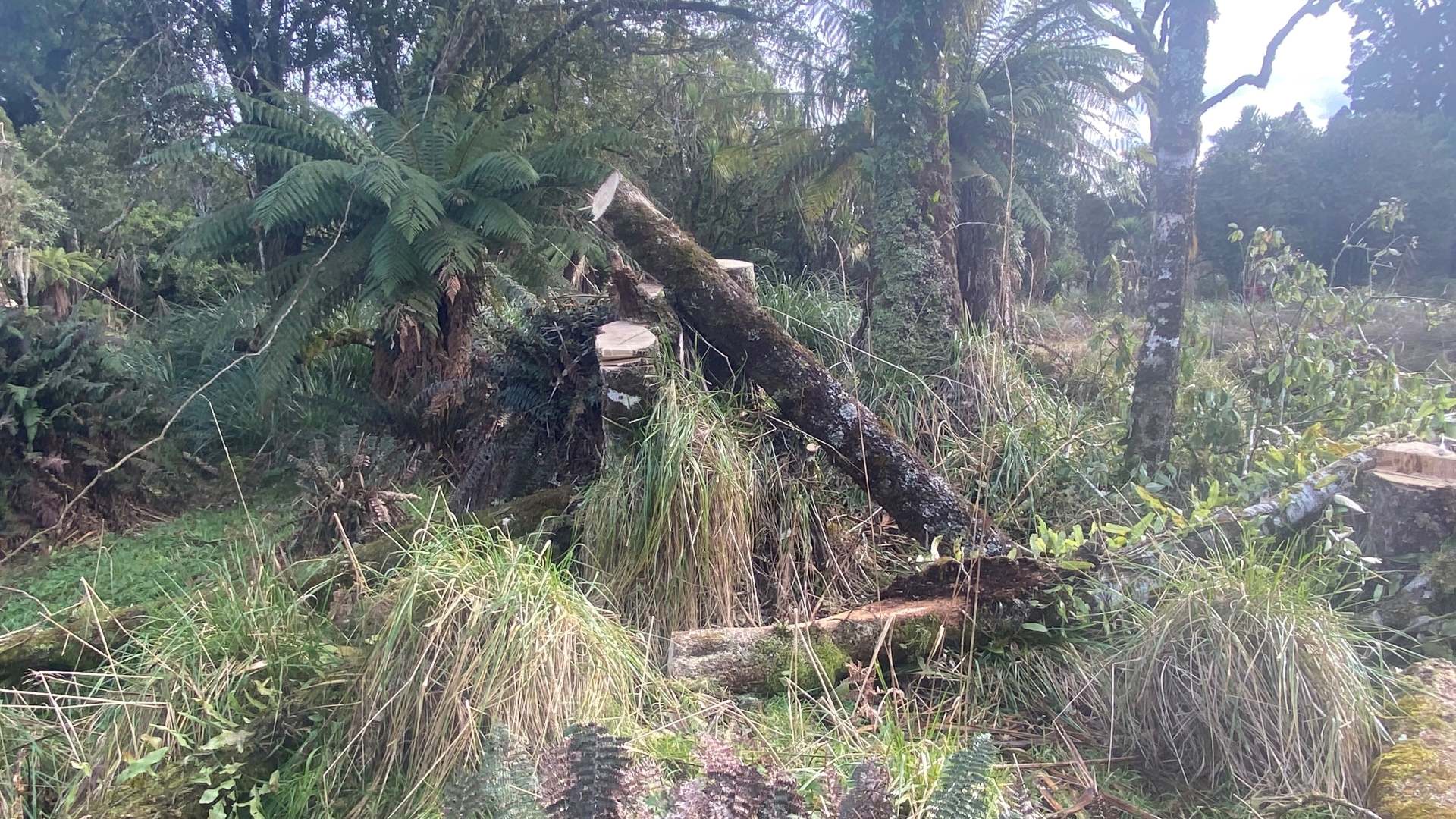 Dozens of native trees 'cut and dumped' near Tongariro