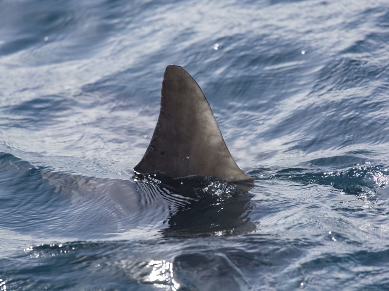 Spate of shark sightings near Waihi Beach where fatal attack took place