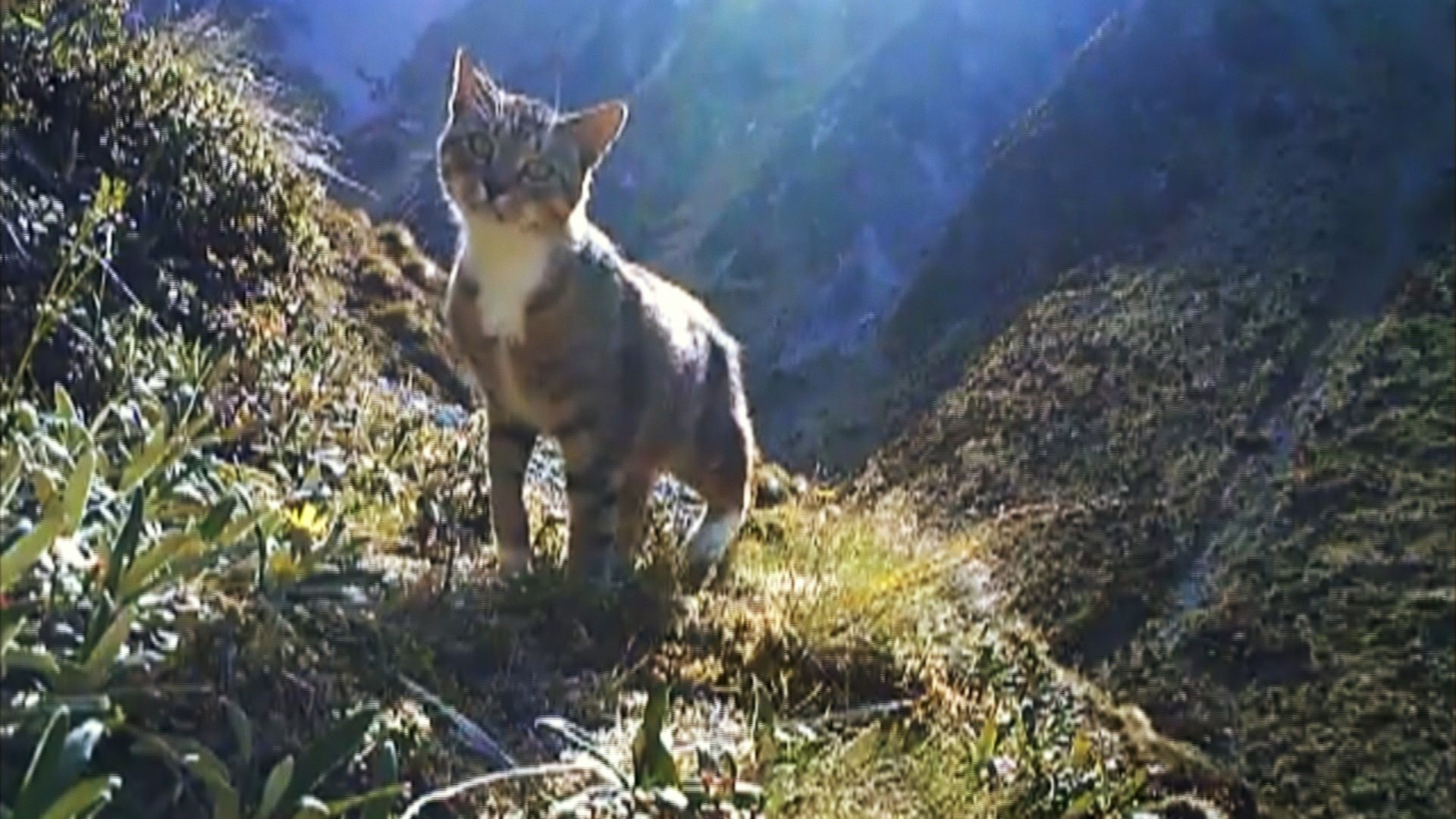 Culling cats: 'Destructive pests' or 'really important pets'?