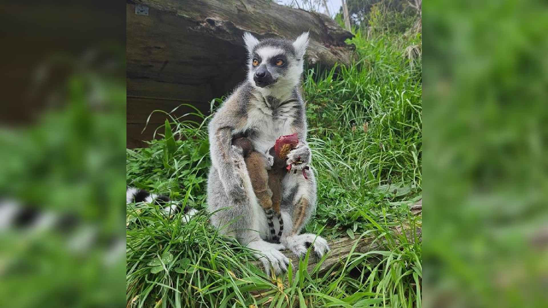 Calm Down Lemur