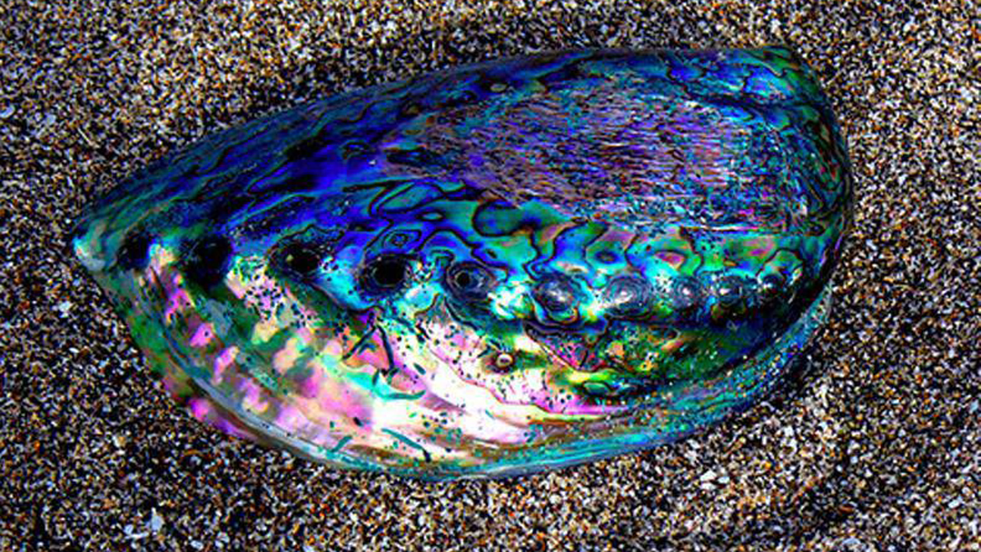 Pāua catch limits halved in central and lower North Island