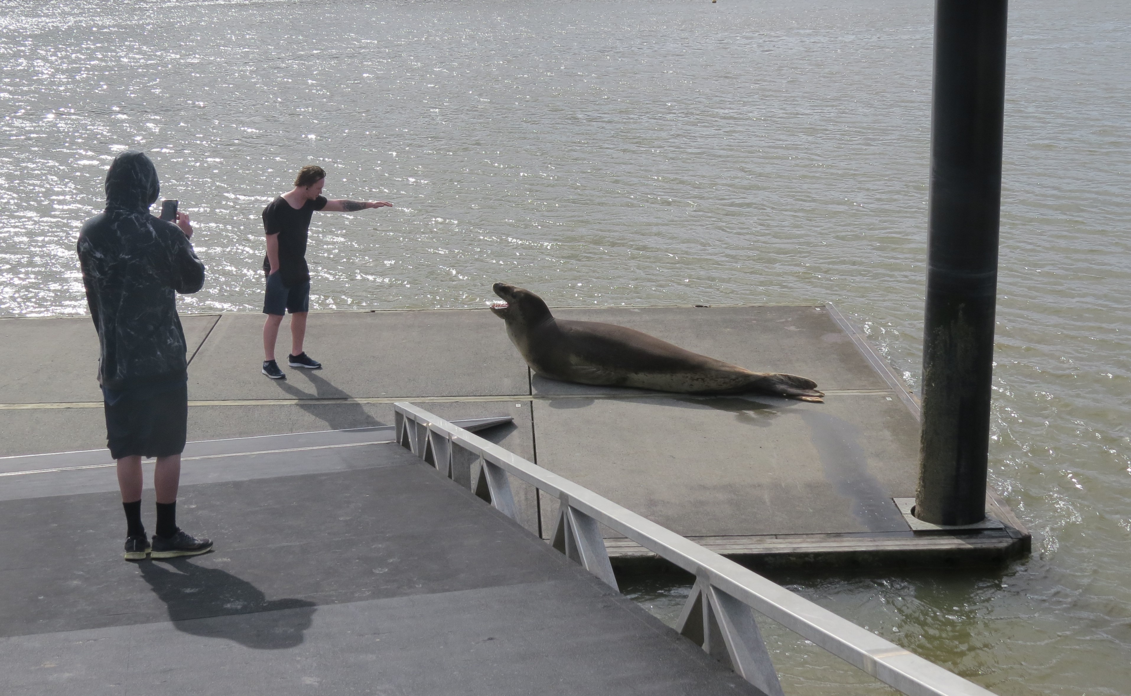 Auckland's celebrity leopard seal Owha reportedly shot in the face