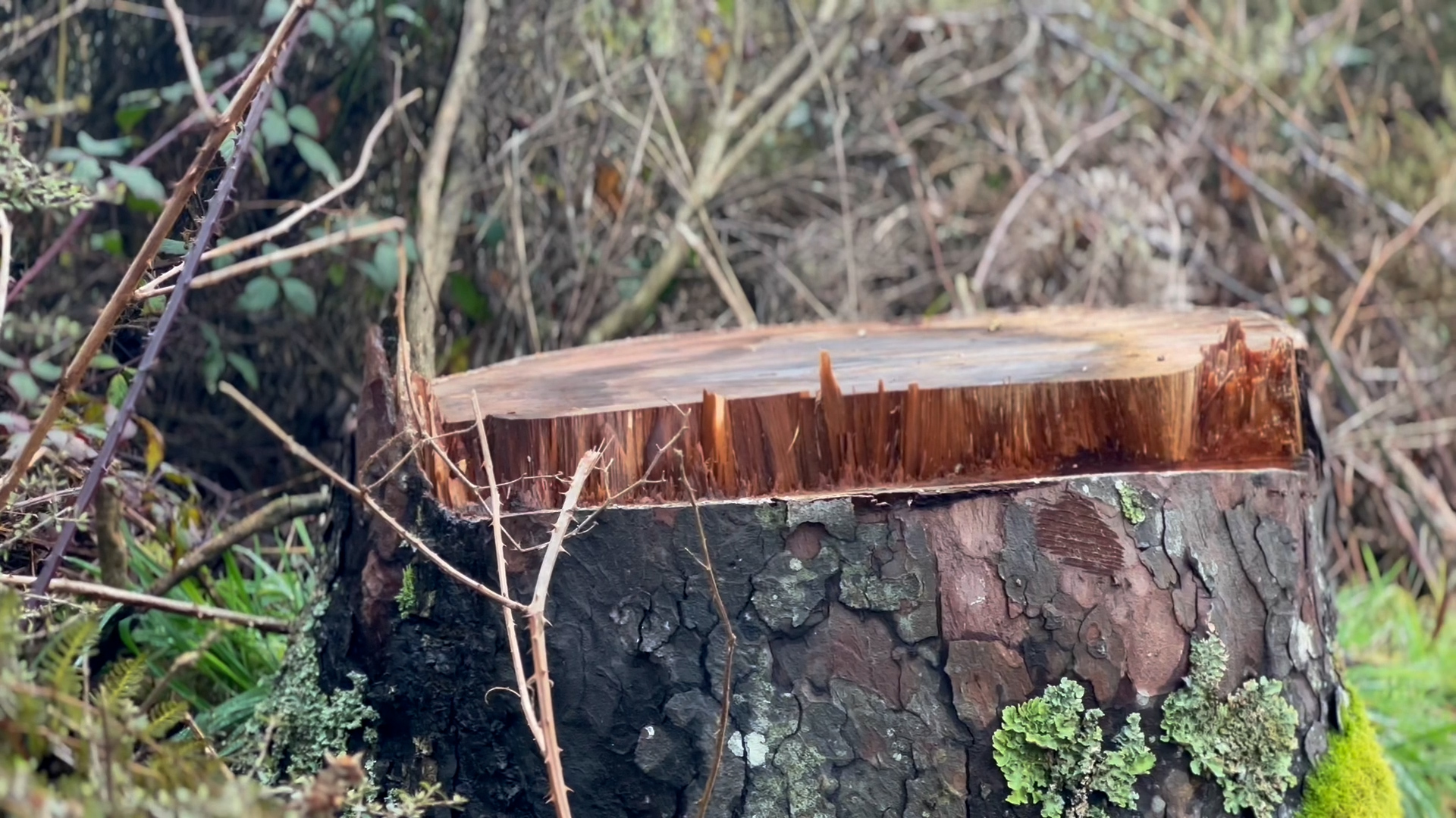 Exclusive: Criminals felling ancient native trees, selling for profit