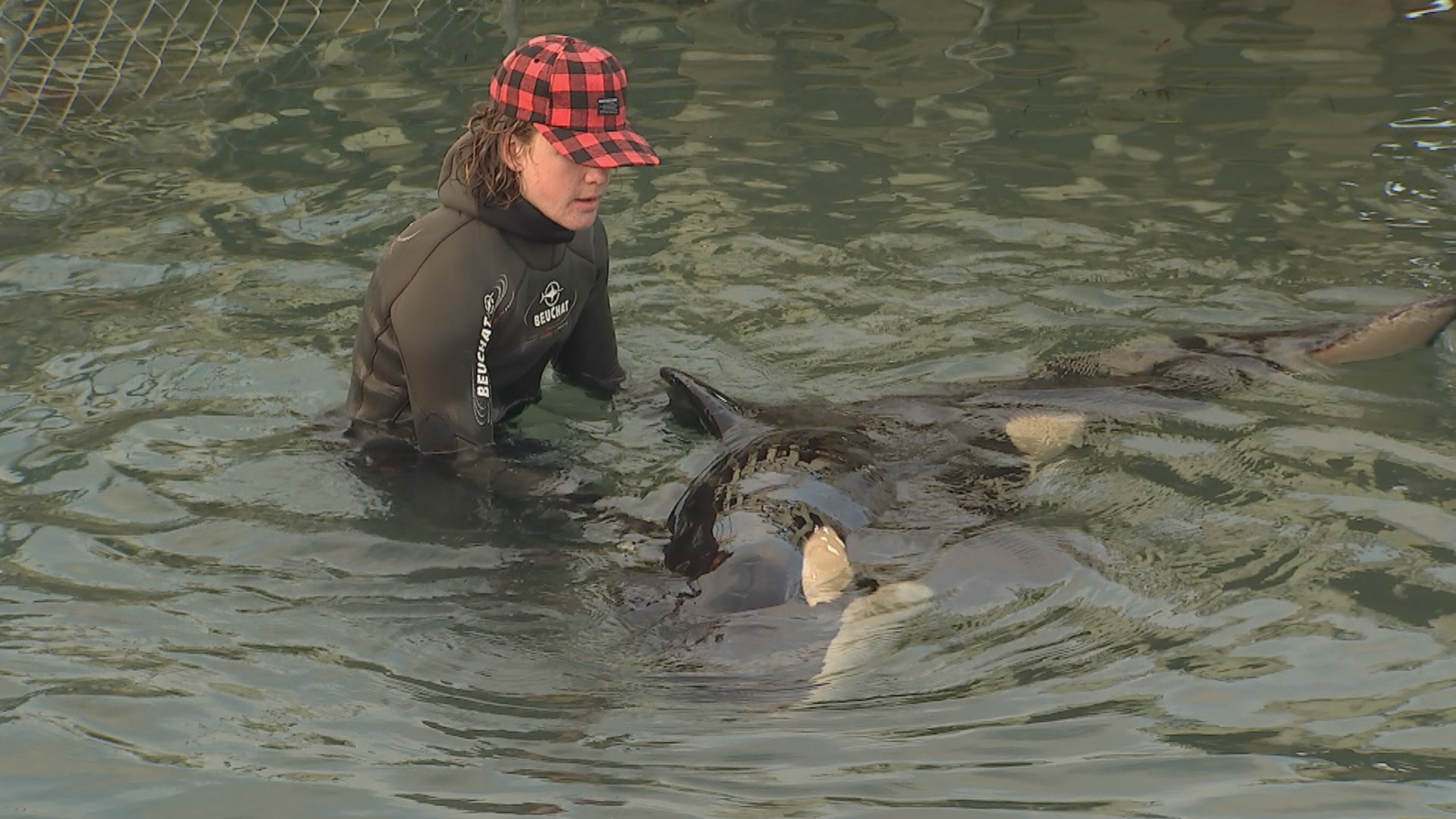 Wellington teen describes 'close' bond he's formed with stranded baby orca