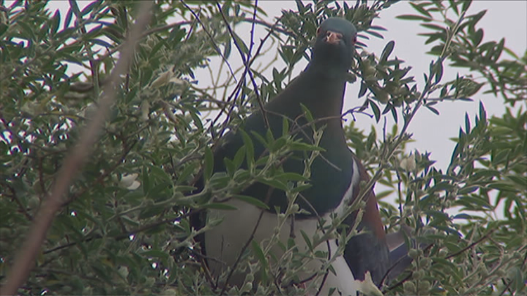 Bird of the Year: What sets them apart and which NZ celebrity they'd be