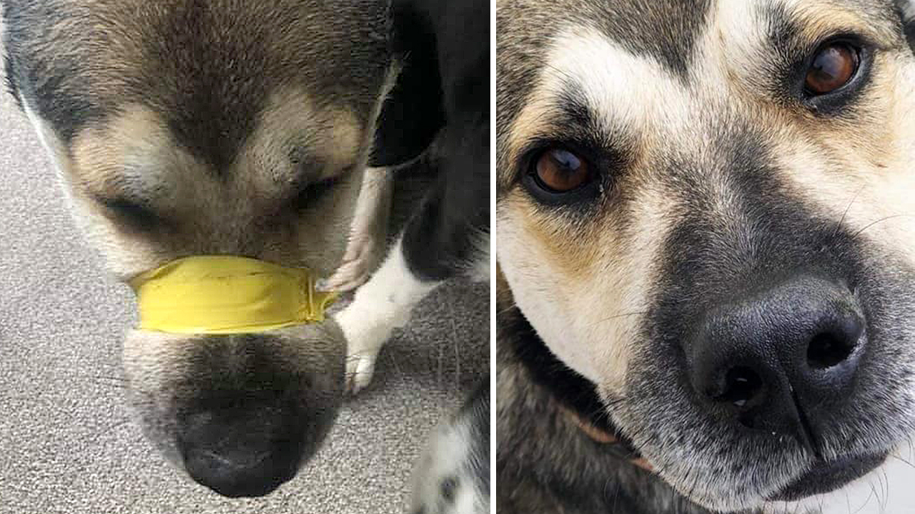 Second suspected dog abduction attempt in Waikato within three months ...