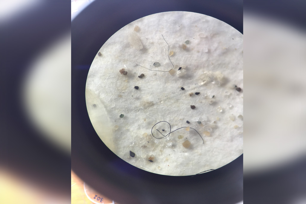 Microplastics found in NZ fish: How safe is our seafood?