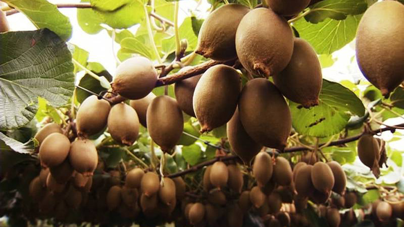 Today in history: Chinese gooseberries re-branded as kiwifruit
