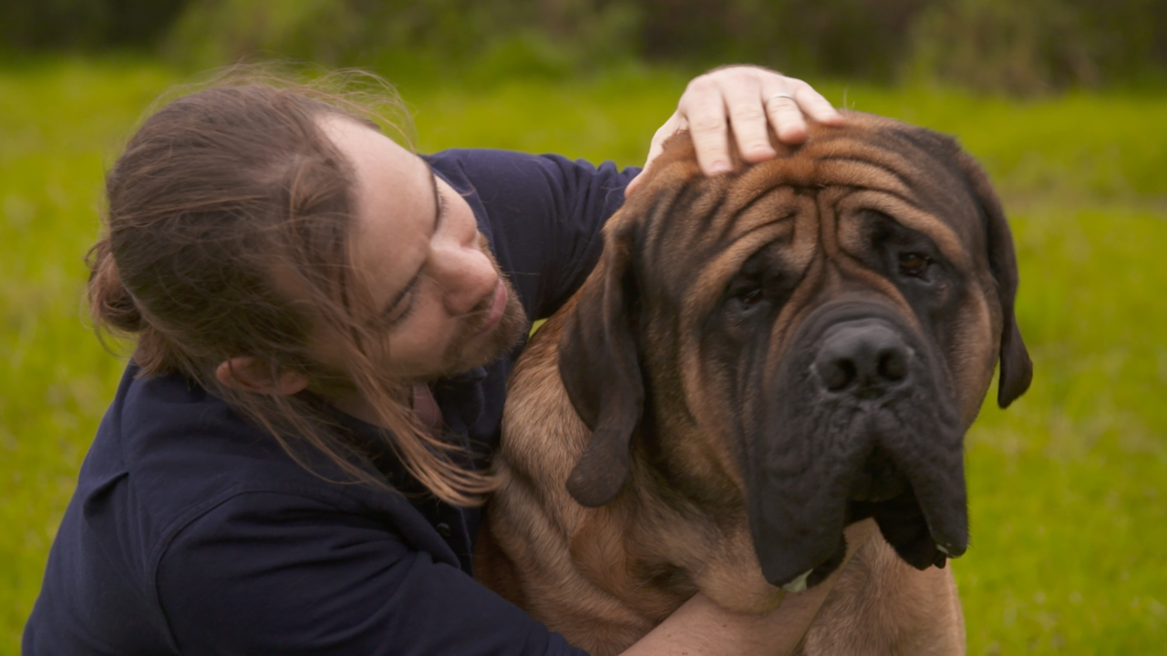 Napolitansk Mastiff Hercules