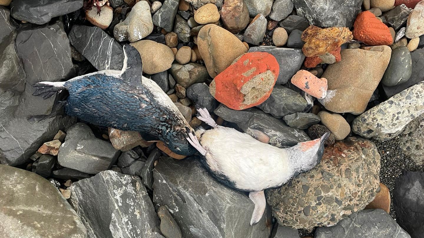Little blue penguins found dead, mauled by dog at Wgtn beach