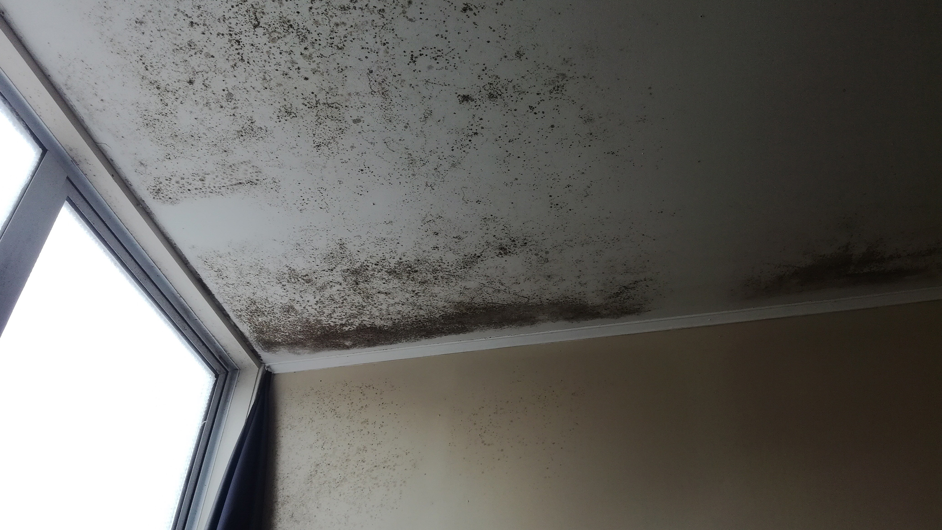 'Mushrooms on the wall' - Hundreds of renters share housing hell